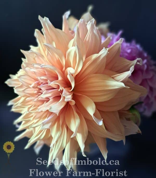Dahlia 'Sherwood Peach' - Seeds of Imbolc