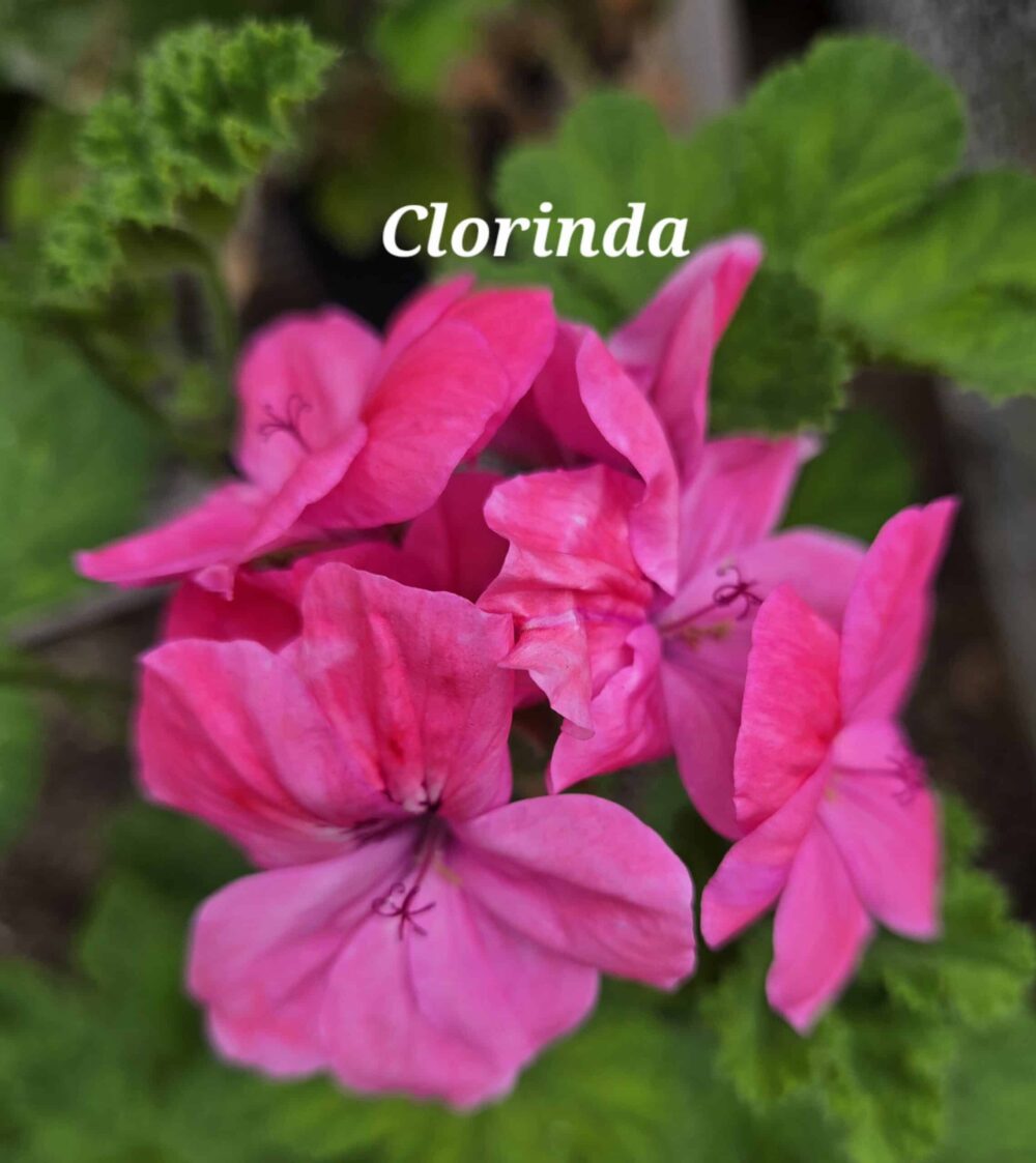 Geranium 'Clorida' - Seeds of Imbolc