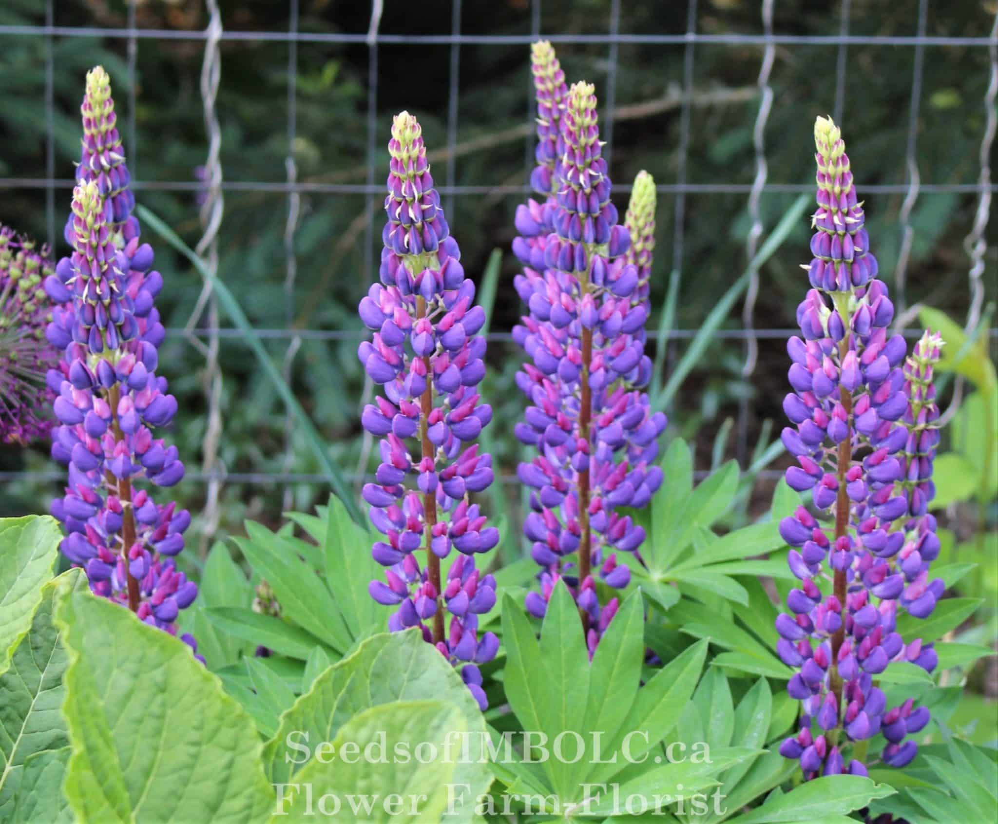 Lupin Mix - Seeds of Imbolc