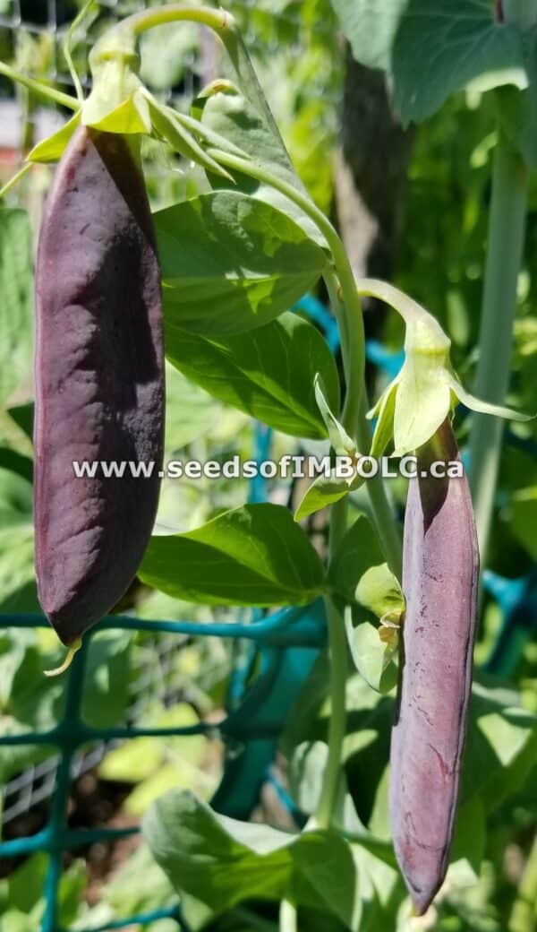 PEA 'Blue-podded Capucijner ' - Seeds of Imbolc