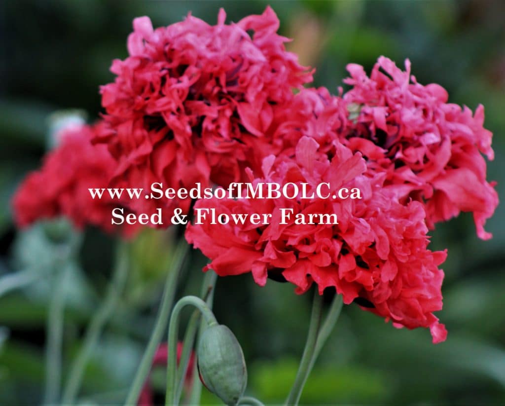 Poppy 'Red Feathers' - Seeds of Imbolc