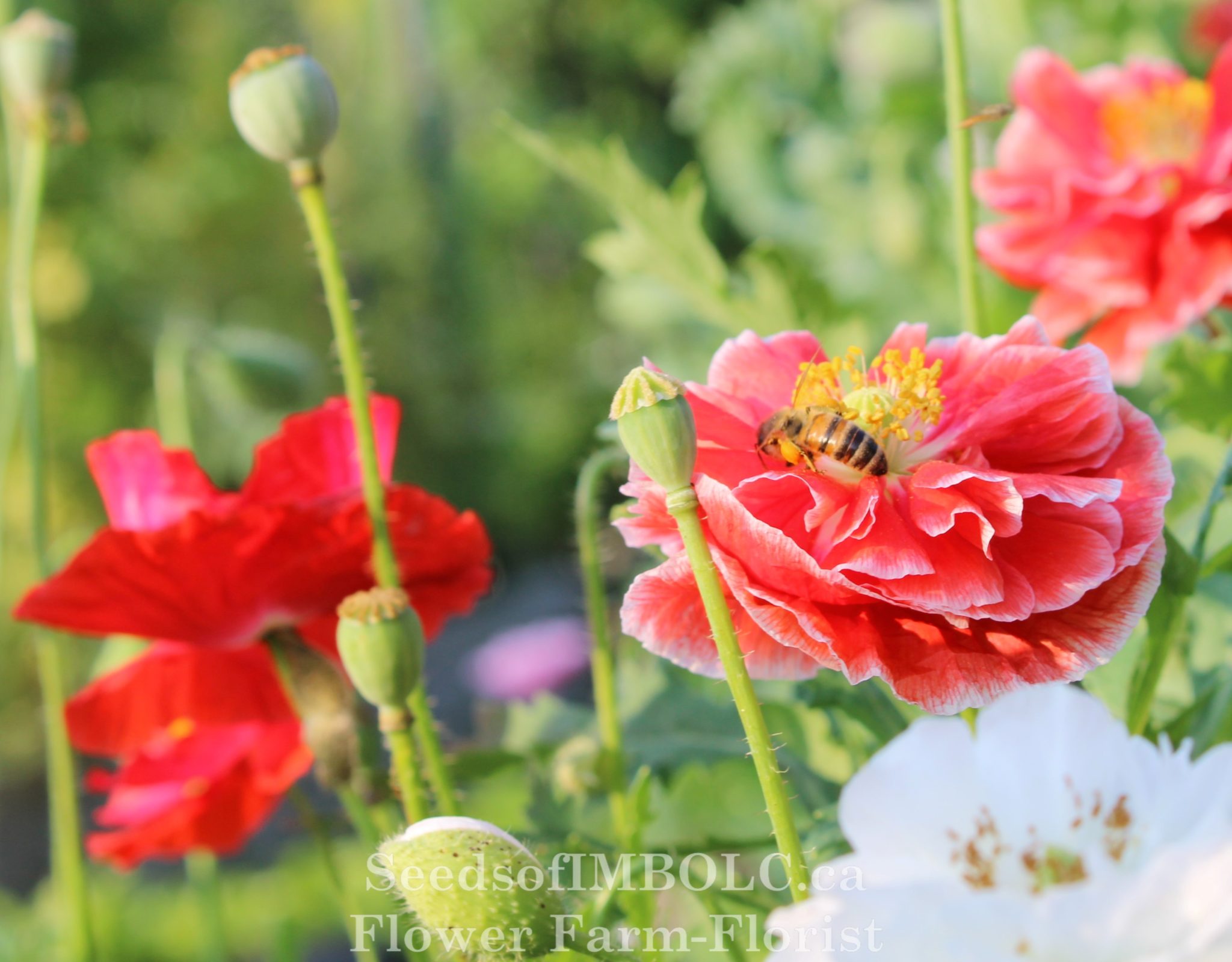 Poppy 'Dazzling Delights' Mix - Seeds of Imbolc
