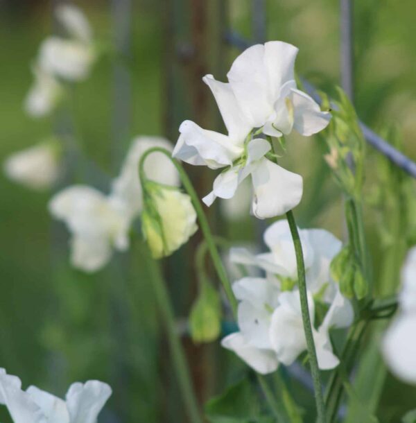 Sweet Pea Mix #2 - Seeds of Imbolc